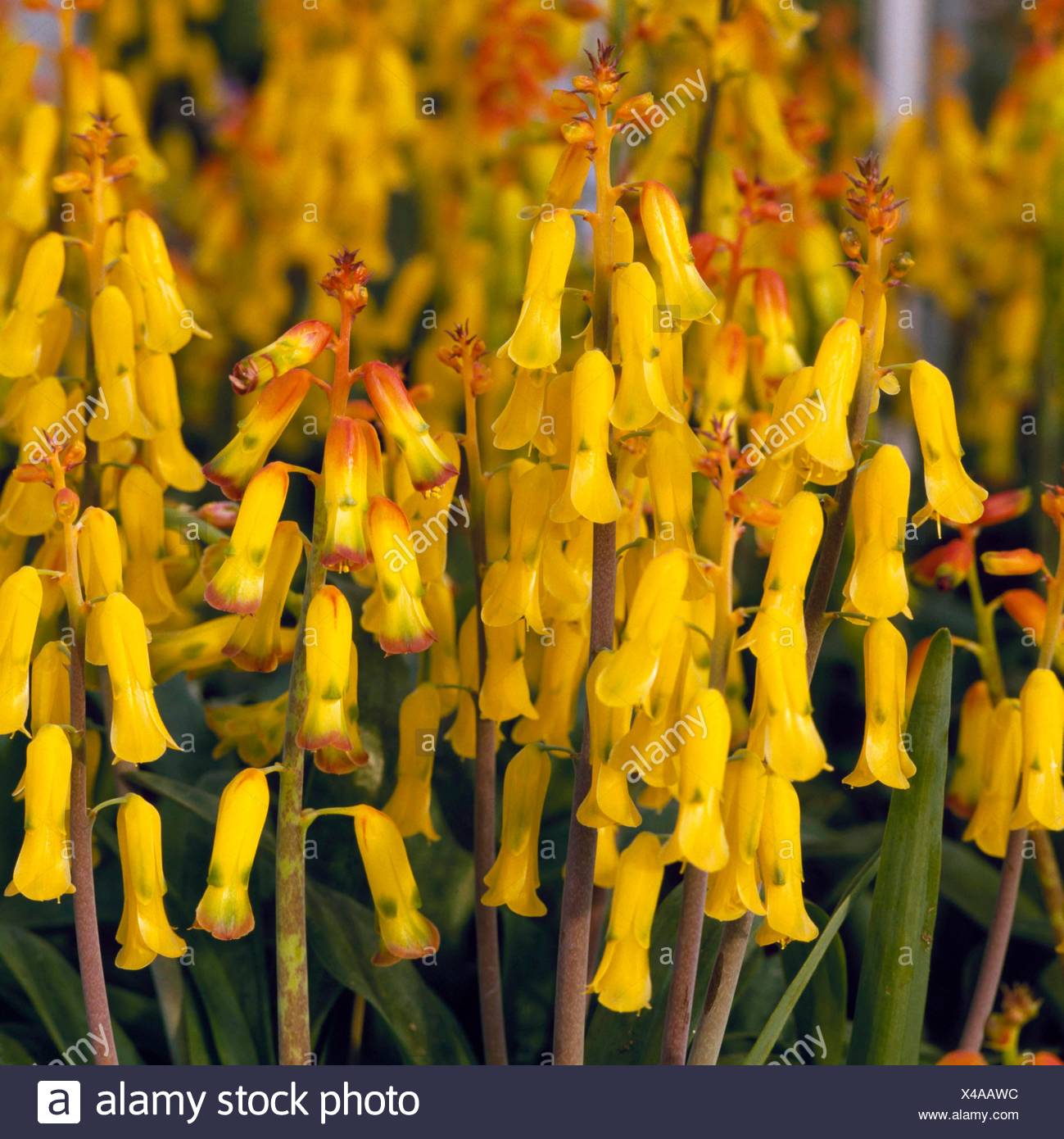 Lachenalia Aloides High Resolution Stock Photography and Images - Alamy